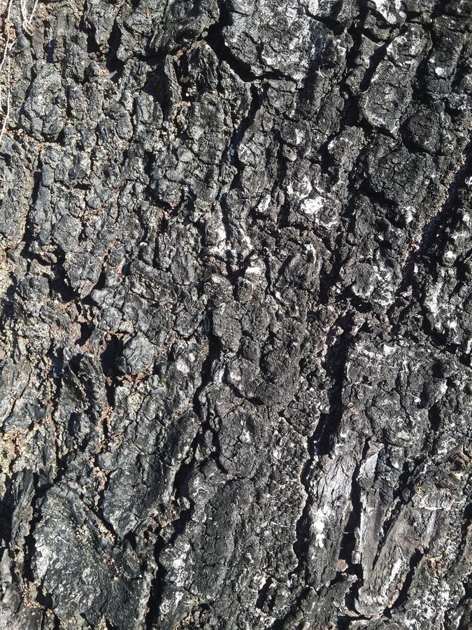 Old trees mummified skin stock image. Image of npictures - 47030407