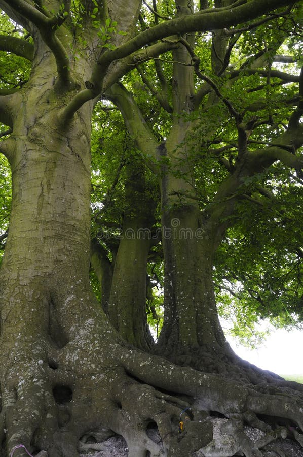 Old Trees, Old Roots stock image. Image of park, great - 46596973