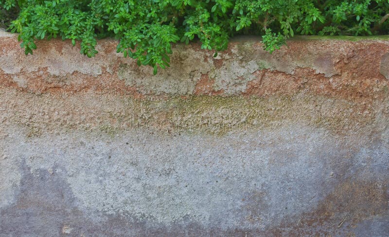 Old trees pot stock photo. Image of ancient, backgrounds - 51996330