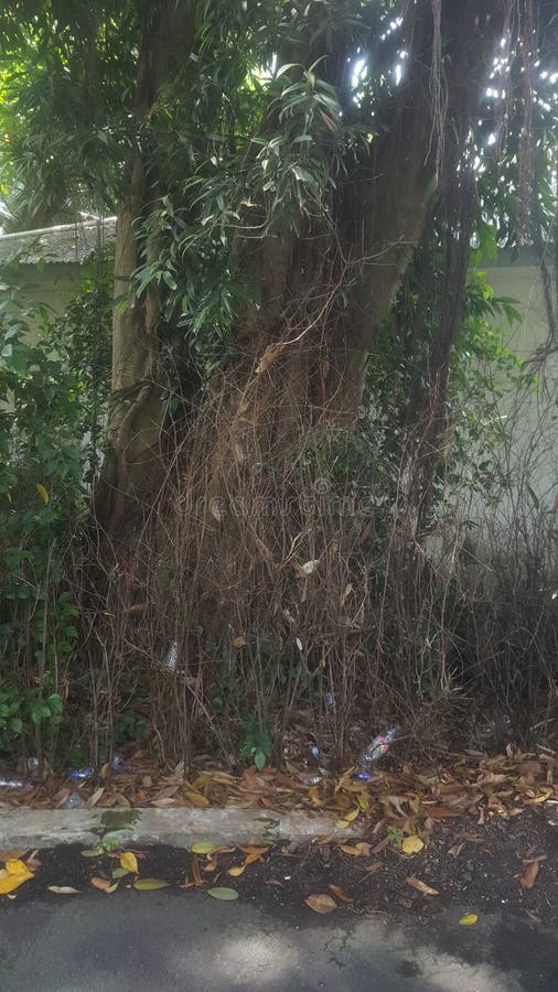 Dirty Old Trees Root Environment Background Stock Image - Image of soil ...