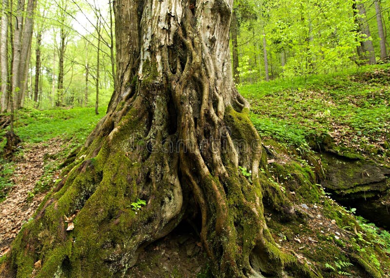 Old trees roots stock photo. Image of mountain, weather - 70816932