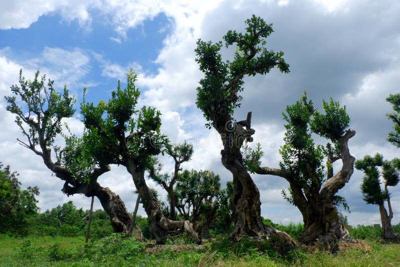 The Old Trees in Southeast Asia. Stock Photo - Image of rural, leaf ...