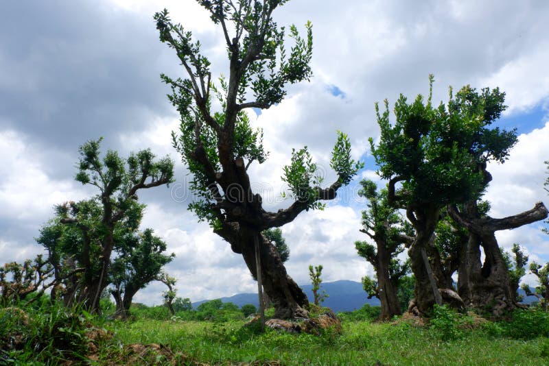 The Old Trees in Southeast Asia. Stock Image - Image of life, nature ...