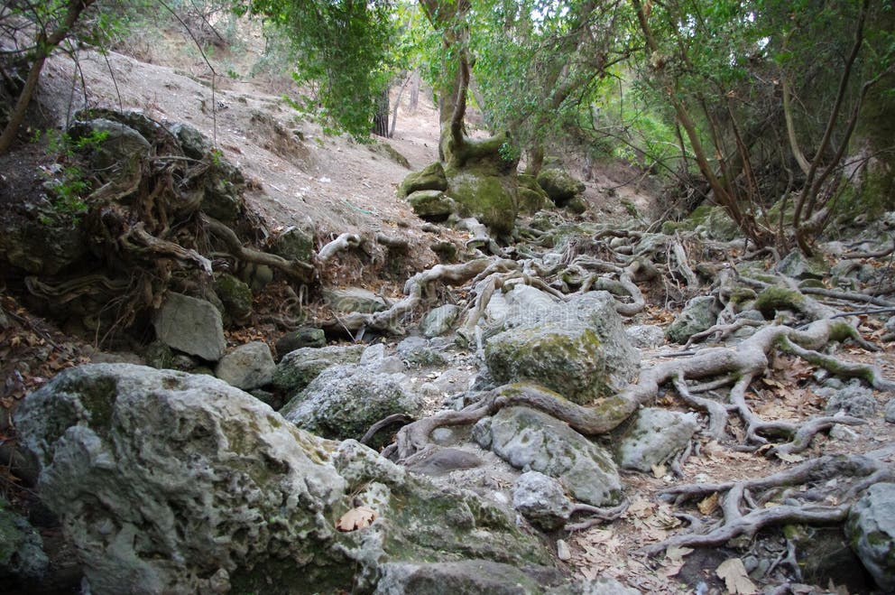 Old trees and stones stock photo. Image of stones, rock - 147514830