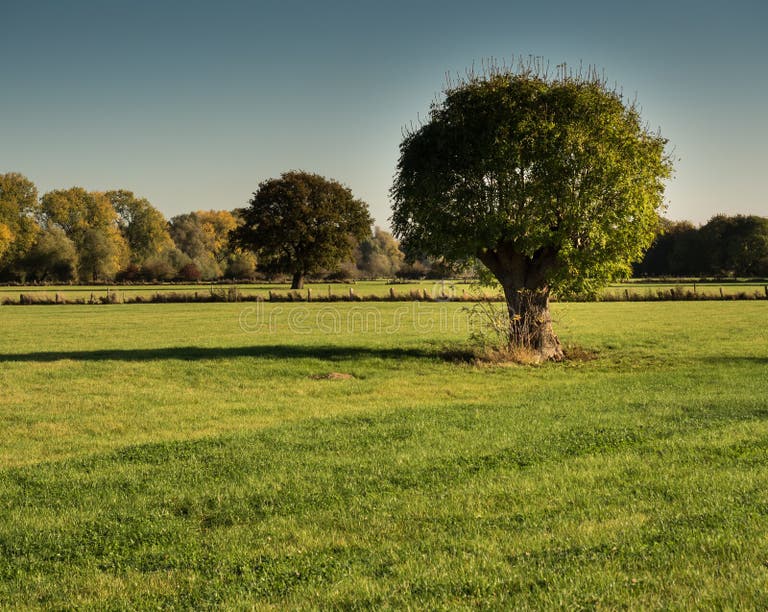 Old Trees on a Sunny October Morning Stock Photo - Image of october ...