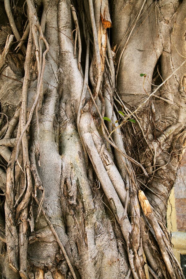 Banyan Trees Trunks with Hanging Roots Close-up Stock Image - Image of ...