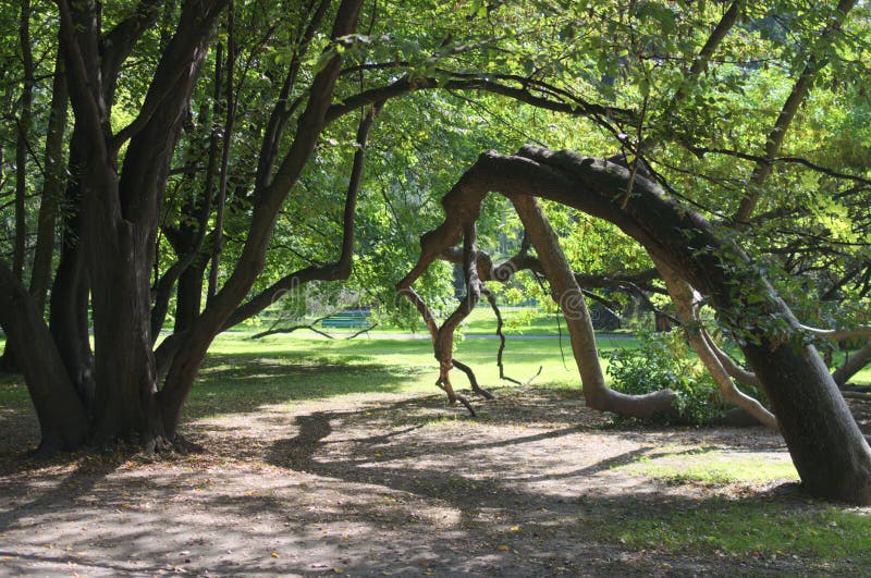 Old trees in town park, Old naked platoon trees in town park