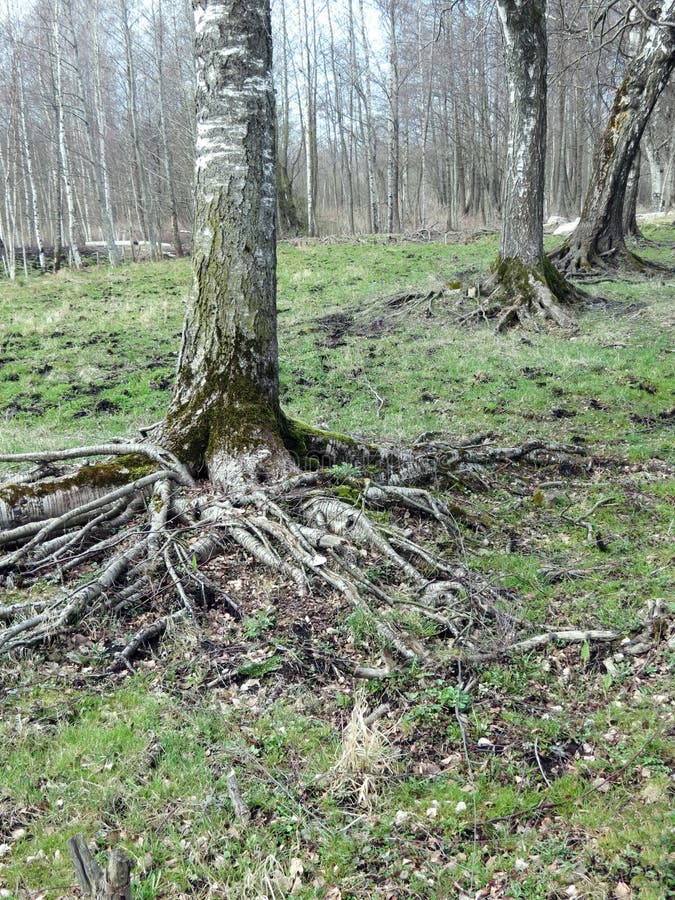 Trees root stock photo. Image of root, roots, nice, trees - 102693366