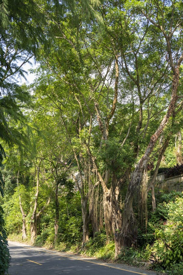 Old Trees and Trunks on the Roadside Stock Photo - Image of leaf, trip ...