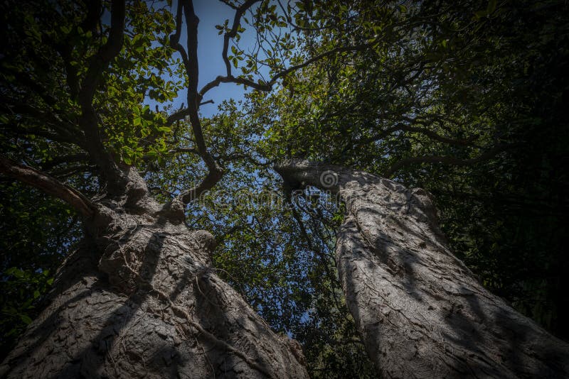 Old Trees - View from Below into the Treetops Stock Photo - Image of ...