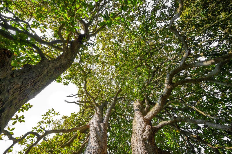 Old Trees - View from Below into the Treetops Stock Image - Image of ...