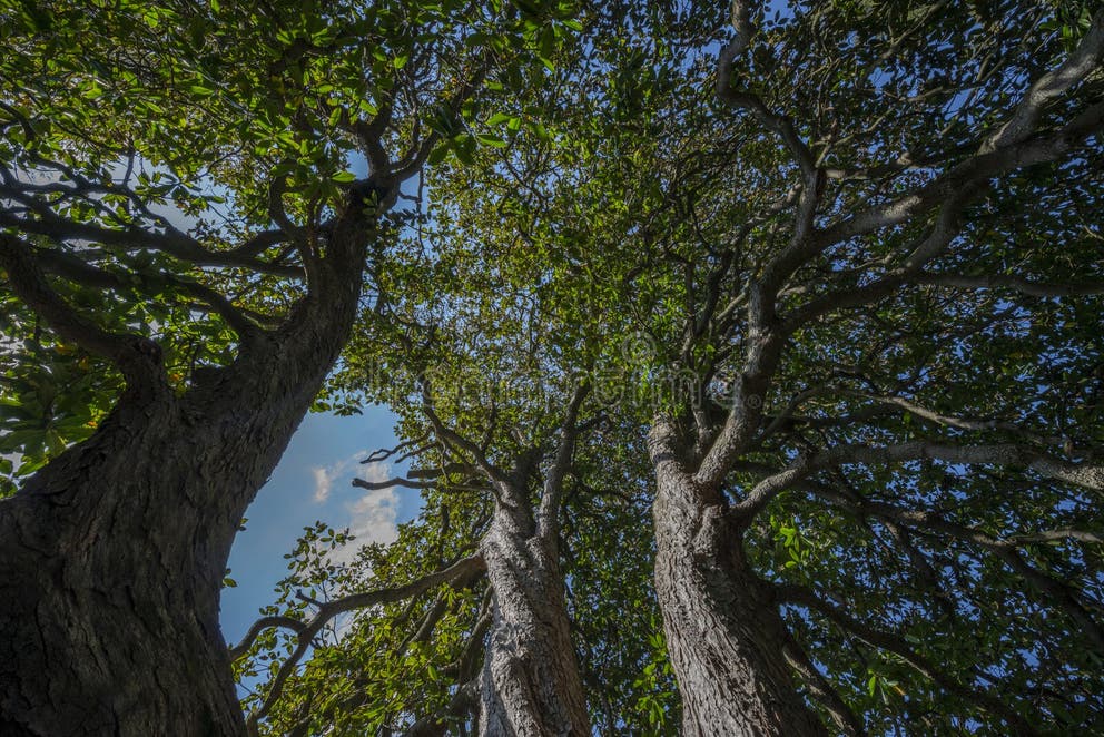 Old Trees - View from Below into the Treetops Stock Image - Image of ...