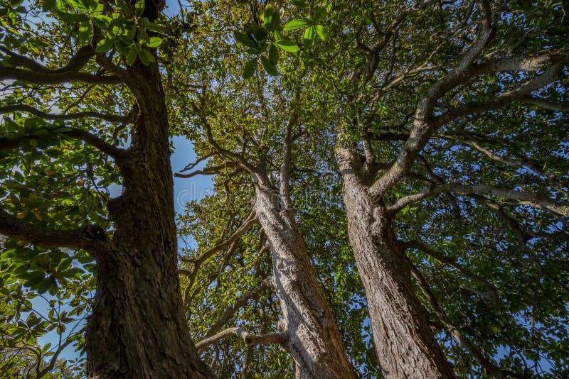 Old Trees - View from Below into the Treetops Stock Photo - Image of ...