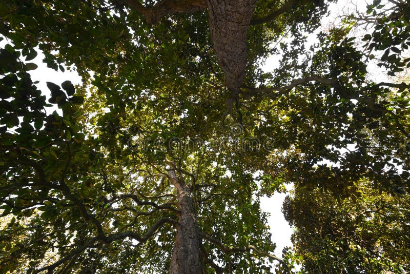 Old Trees - View from Below into the Treetops Stock Image - Image of ...