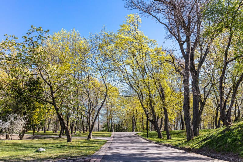 Old Trees and Walking Path in City Park in Spring. Green Landscape on ...