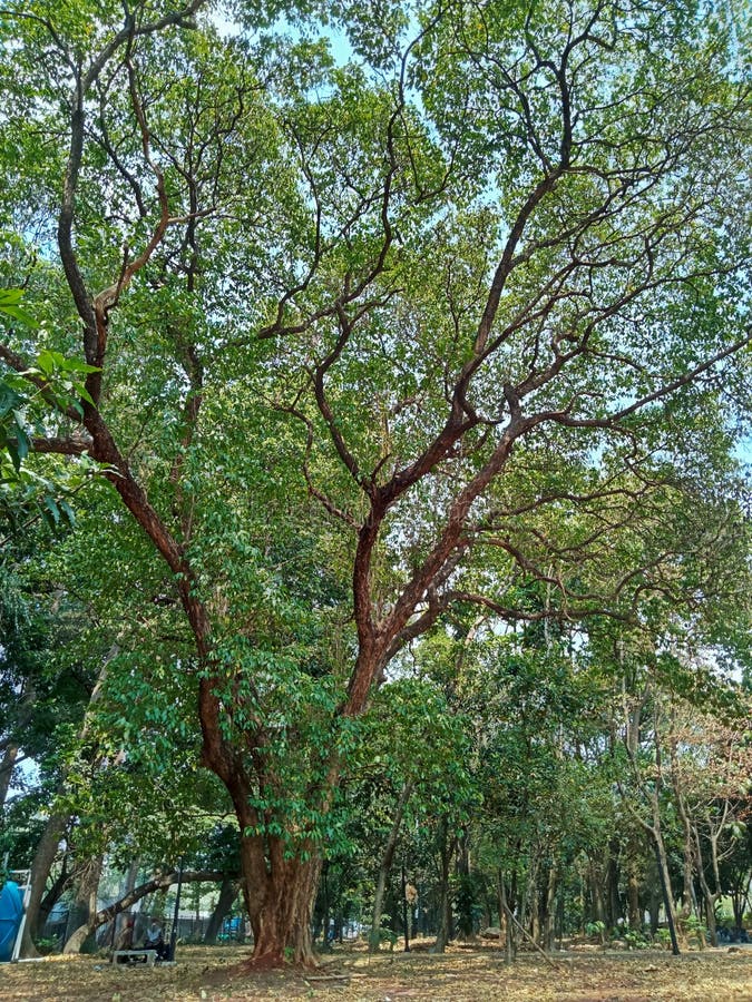 An Old Trembesi Tree (samania Saman), Tall and Large with Many Branches ...