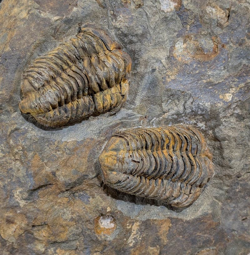 Trilobite Fossil Detailed Look, Close Up Picture Prehistoric Animal ...