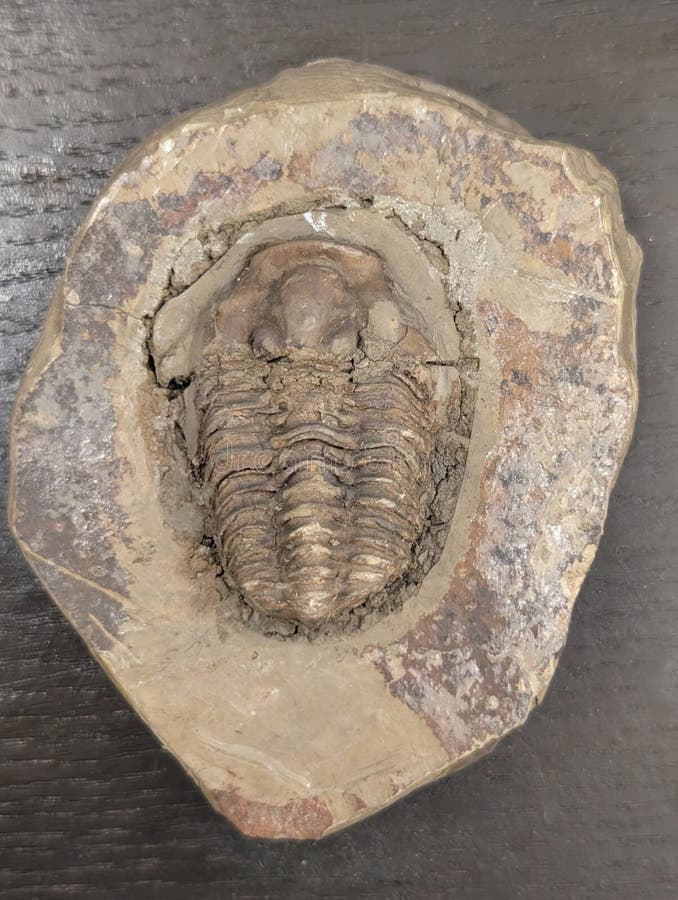 Trilobite Fossil Detailed Look, Close Up Picture Prehistoric Animal ...