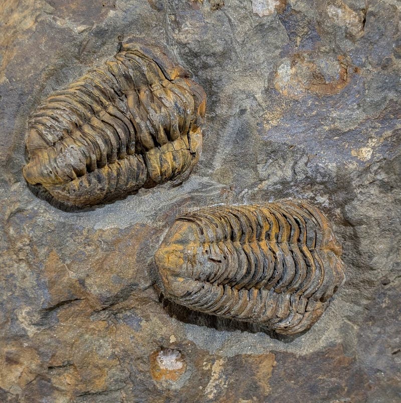 Trilobite Fossil Detailed Look, Close Up Picture Prehistoric Animal ...