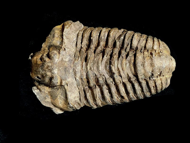 Old trilobite fossil stock photo. Image of fossilization - 385137878