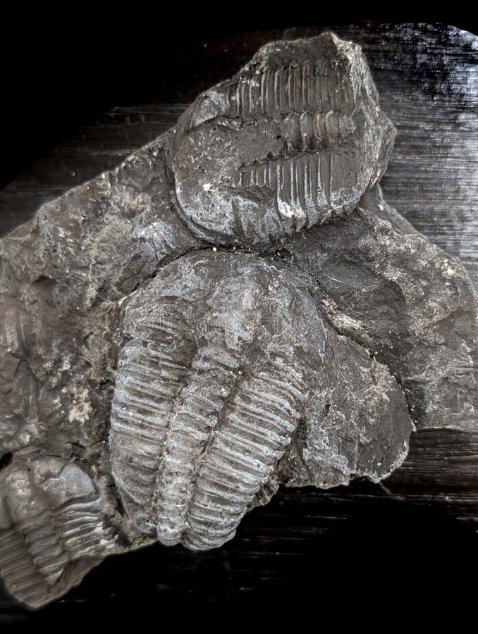 Trilobite Fossil Detailed Look, Close Up Picture Prehistoric Animal ...
