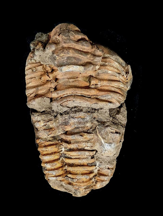 Old Trilobite Fossil Isolated Stock Image - Image of arthropod ...