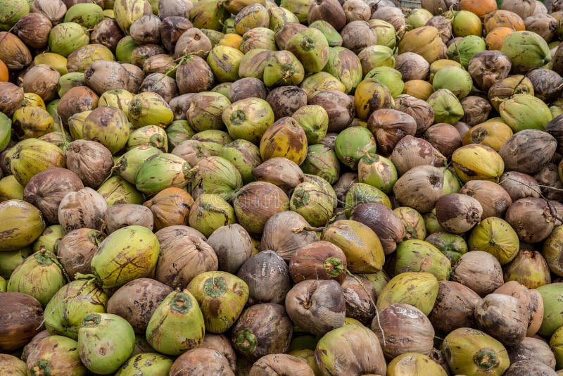 Group of old coconuts stock photo. Image of nature, milk - 25571700