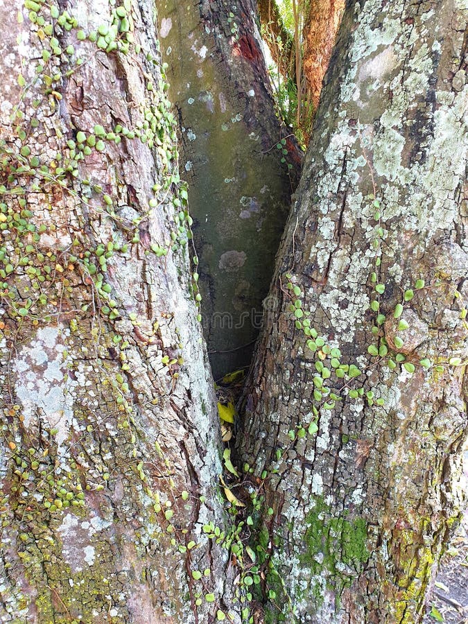 Beautiful Tropical Tree Trunks with Vegetation Growing on it Stock ...