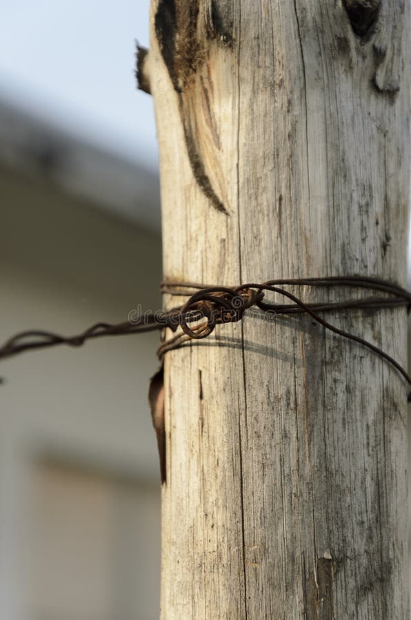 Barbed Wire Wrapped Around A Tree Trunk Stock Photo - Image of around ...