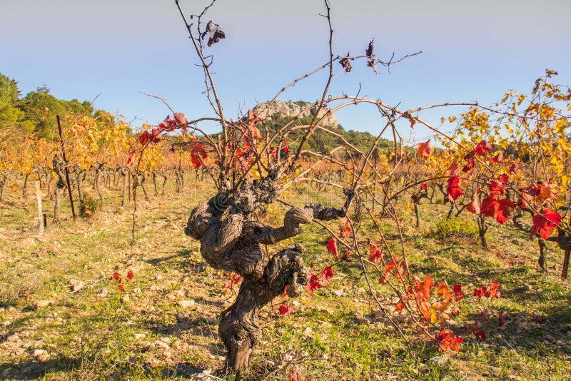 The Old Trunk of a Grape Bush Stock Photo - Image of outdoor, harvest ...