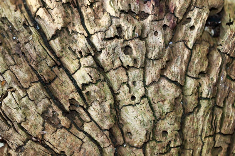 Tree trunk stock photo. Image of growth, quercus, background - 33318812