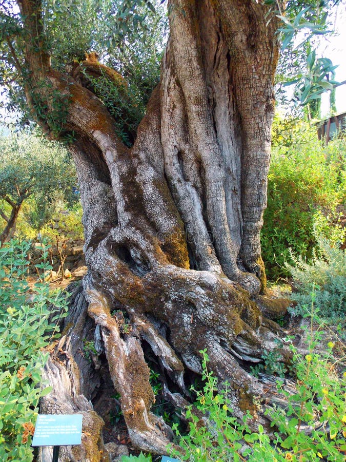 Old Trunk of an Olive Tree stock photo. Image of forest - 260955724