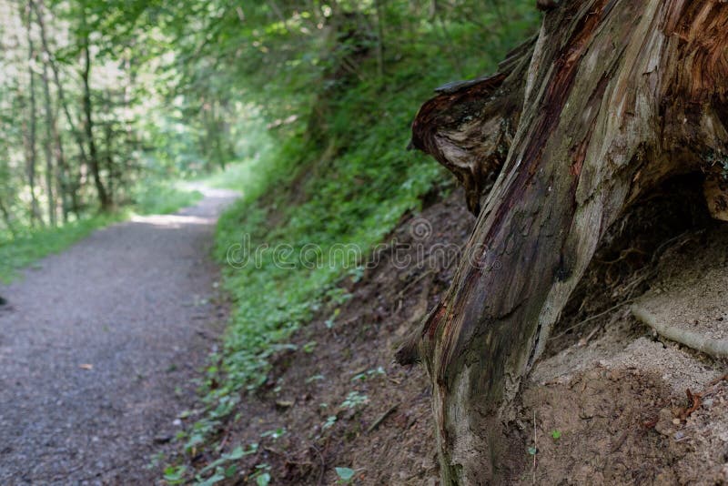 Old Trunk Treww with Roos at a Path Stock Image - Image of tree, wood ...