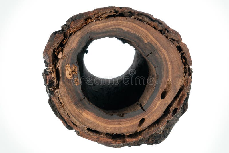 Cross Section Walnut Tree Trunk Isolated White Stock Photos - Free ...