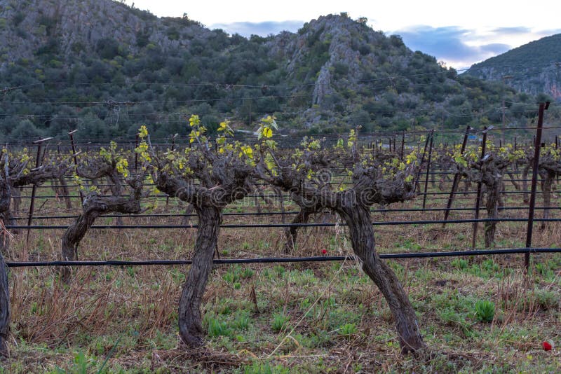 Old Trunks of Wine Grape Plants in Rows in Vineyard in Spring Stock ...