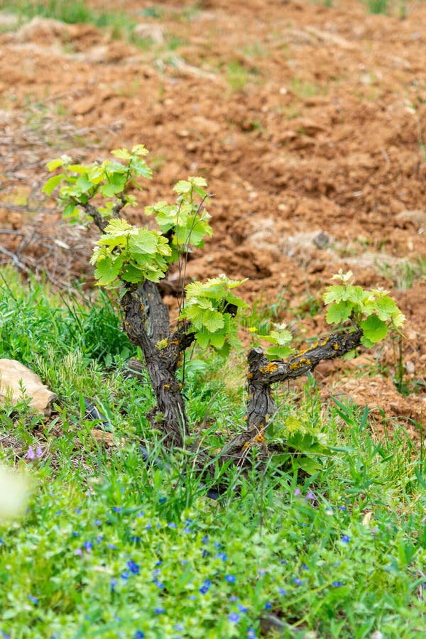 Old Trunks and Young Green Shoots of Wine Grape Plants in Rows in ...