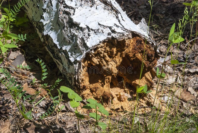Tumbled tree at the shore stock photo. Image of overturn - 21981276