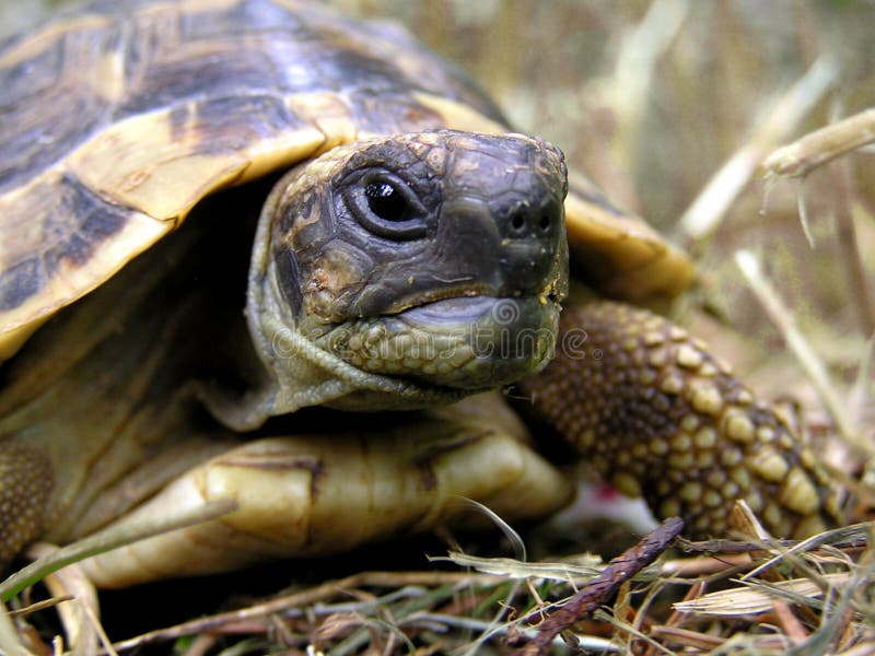 Old turtle stock photo. Image of colors, wildlife, europe - 218748