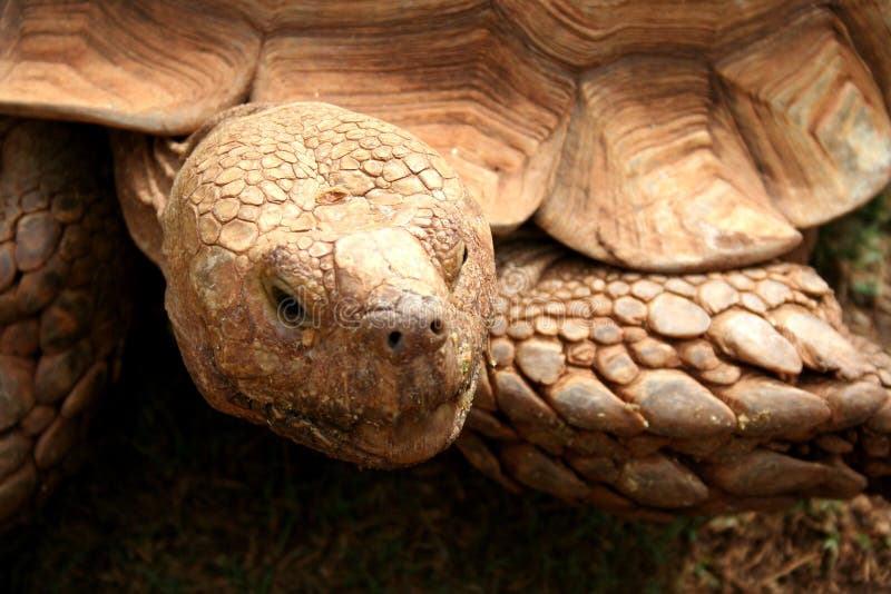 The Old Turtle stock image. Image of scales, hard, tortoise - 2693531