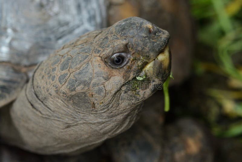 Old Turtle eating food stock image. Image of pond, herpetology - 79424235