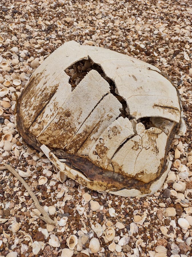 Old turtle shell stock image. Image of shells, shell - 235576681