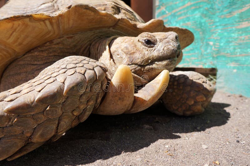 Old Turtle stock image. Image of turtle, crawl, head - 30589715
