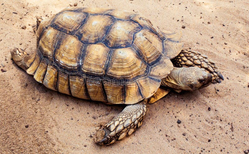 Old Turtle stock image. Image of turtle, animal, centenary - 50313835