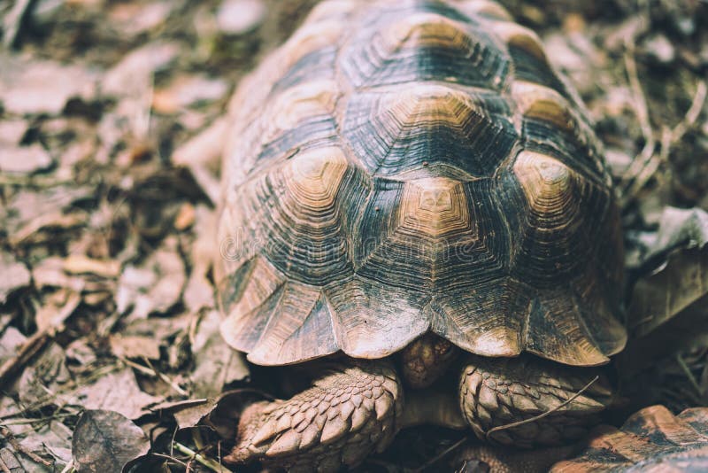 Old turtles hide head stock photo. Image of green, environment - 84346386