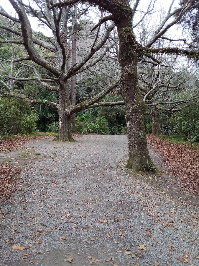 Two Twin Trees in the Field Stock Image - Image of together, patterns ...