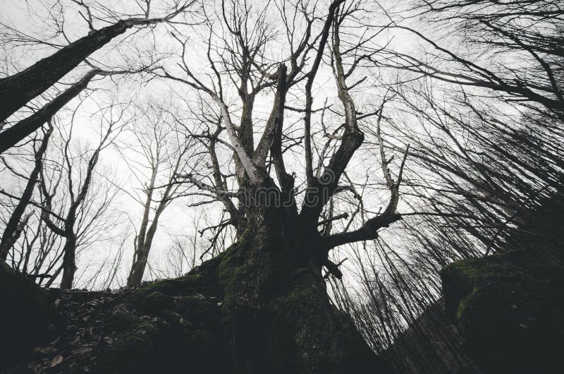Old twisted dark tree stock photo. Image of landscape - 72741966