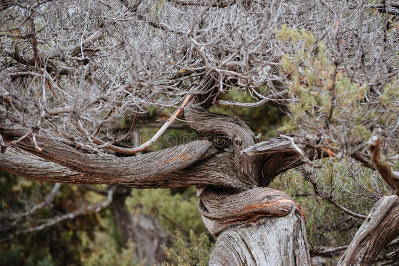 Old Twisted Juniper Tree in the Forest. Swirling Bark Stock Photo ...