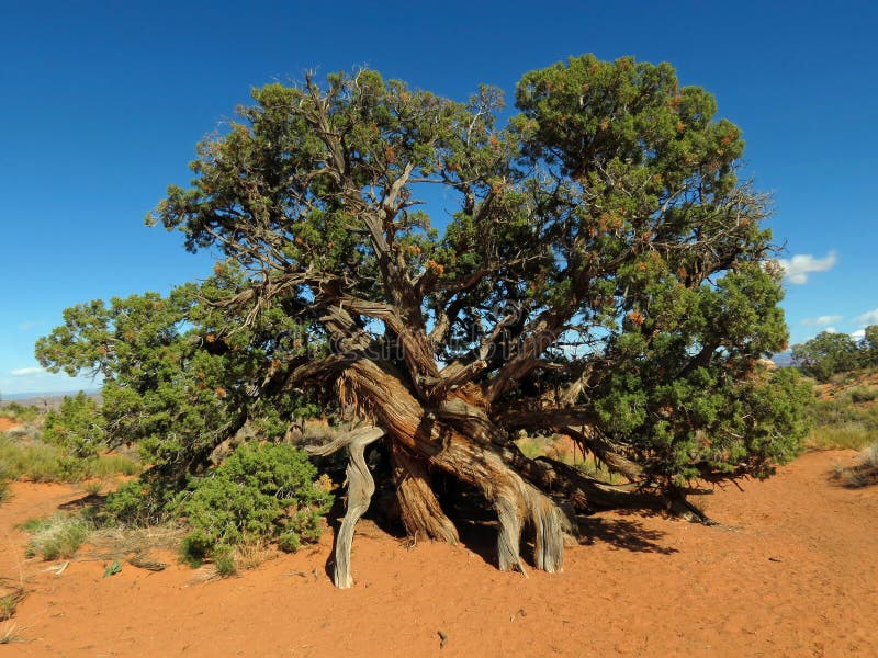 Old & Twisted Juniper Tree Stock Photo - Image of landscape, solitary ...