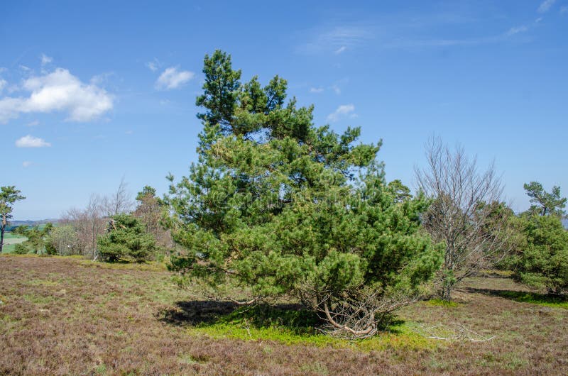 Old Twisted Pine Tree in Natural Landscape Stock Image - Image of green ...