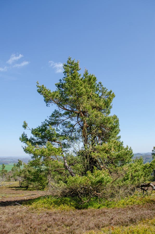 Old Twisted Pine Tree in Natural Landscape Stock Image - Image of wood ...